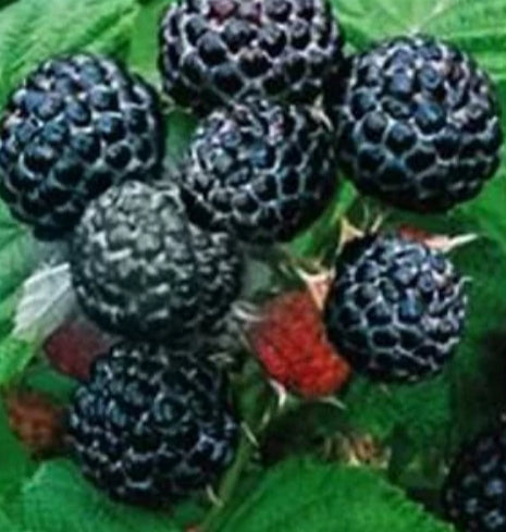1 Black Raspberry Plants For Sale Buy Best $15.00* – Andy's Asparagus Acres